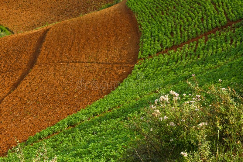 Curved Potato Fields in Summer Stock Photo - Image of china, nature ...