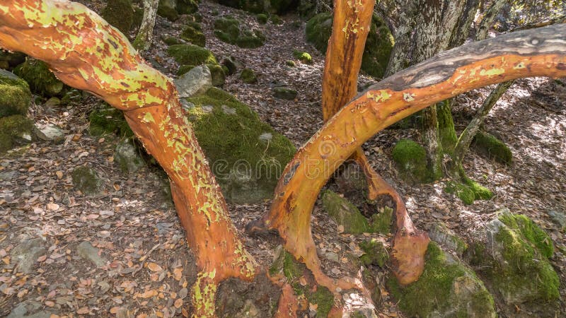 Curved, Red Trunks of Strawberry Tree in Cyprus Stock Photo - Image of ...