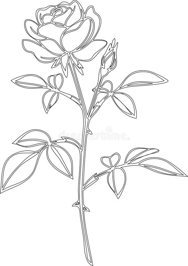 "Curved Rose Line Art Drawing Black Outline on White Background Vector ...