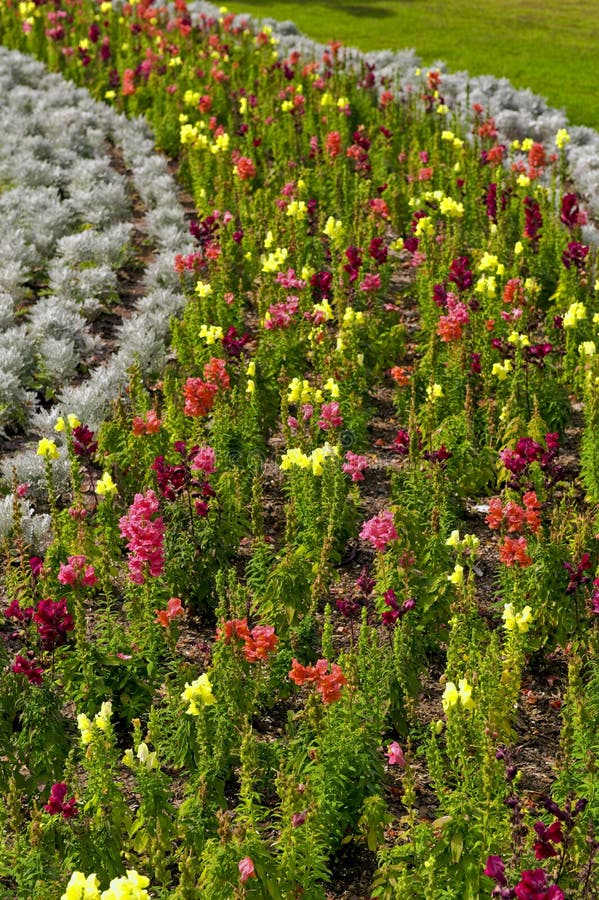 Curved row of flowers stock photo. Image of colors, summer - 5064516