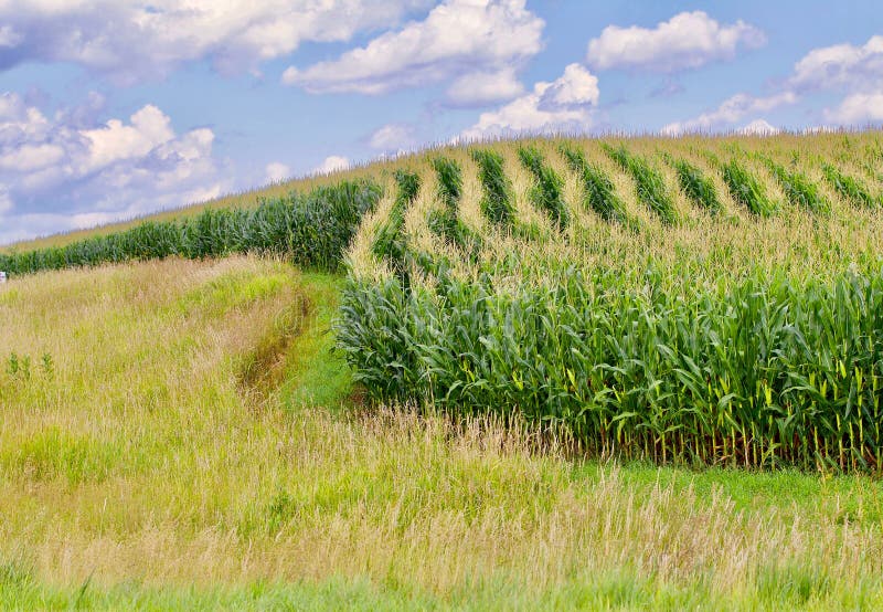 Curved Rows of Young Soybean Stock Photo - Image of growth, farming ...