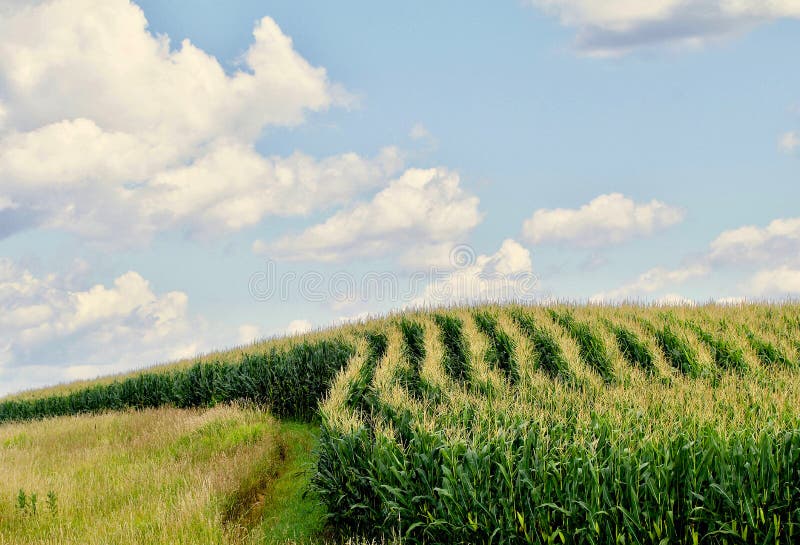 Curved rows stock image. Image of fertile, clouds, cornfield - 98271105