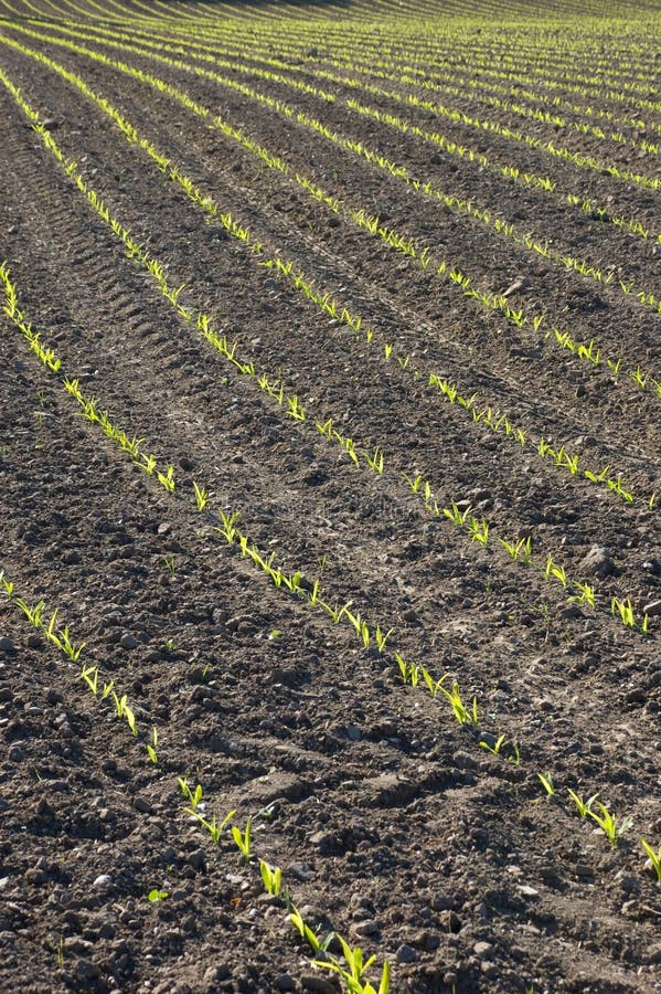 Curved Rows of Spring Corn stock image. Image of nature - 20754663
