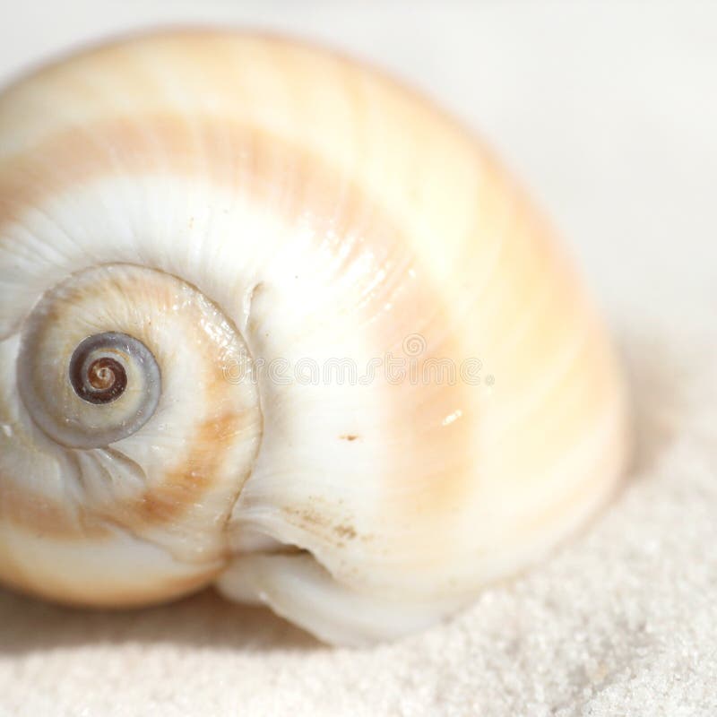 Curved Seashell Picture. Image: 5422511