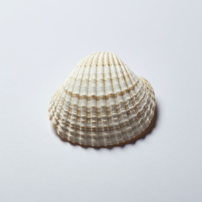Curved Seashell with a Ridged Texture, Predominantly White with Subtle ...