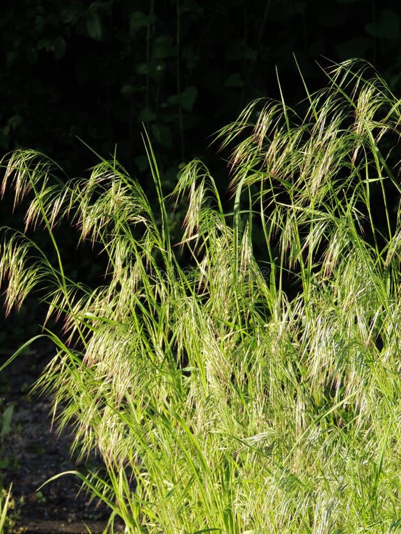 Curved Spikelets of Drooping Brome or Cheatgrass Stock Image - Image of ...