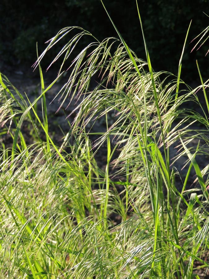 Curved Spikelets of Drooping Brome or Cheatgrass Stock Photo - Image of ...