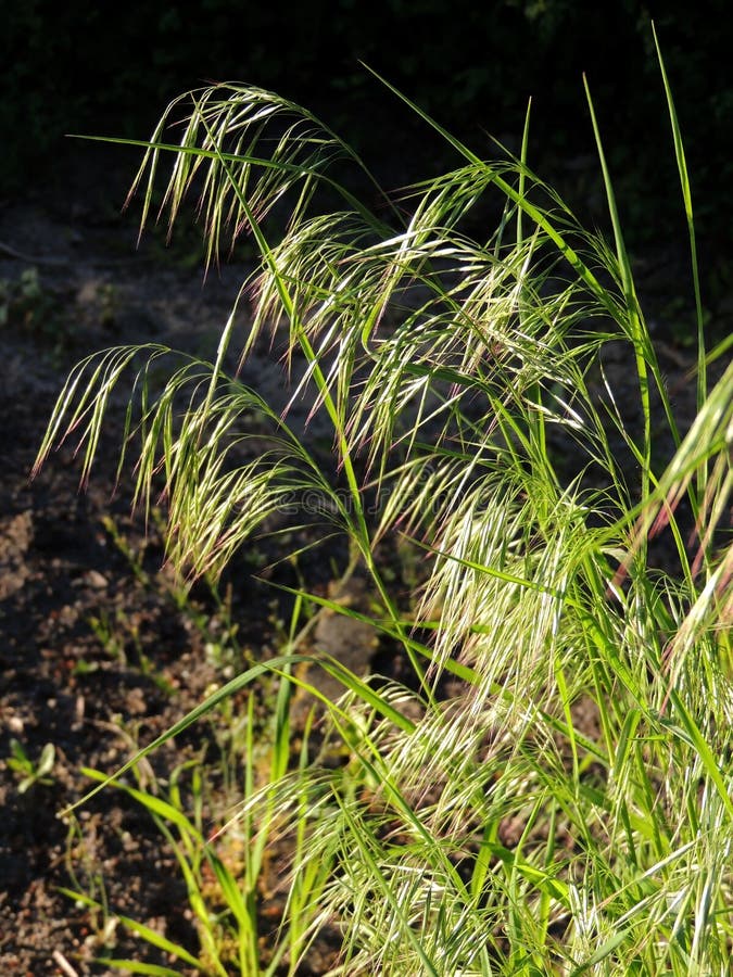 Curved Spikelets Of Drooping Brome Or Cheatgrass Stock Photo - Image of ...