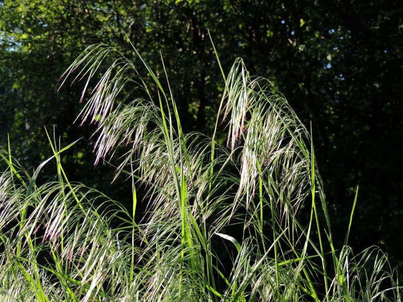 Curved Spikelets of Drooping Brome or Cheatgrass Stock Photo - Image of ...
