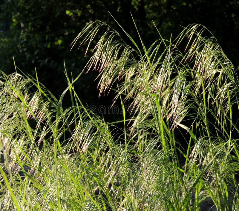 Curved Spikelets of Drooping Brome or Cheatgrass Stock Photo - Image of ...