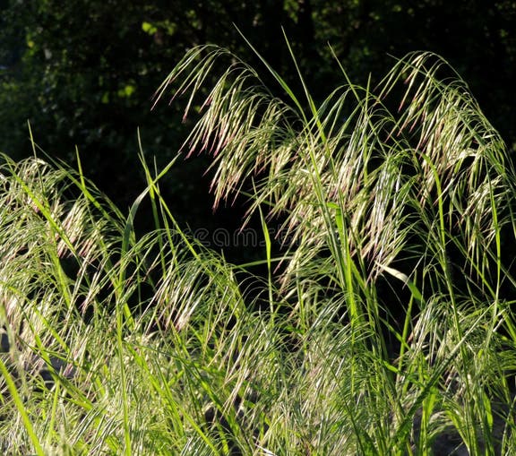 Curved Spikelets of Drooping Brome or Cheatgrass Stock Photo - Image of ...