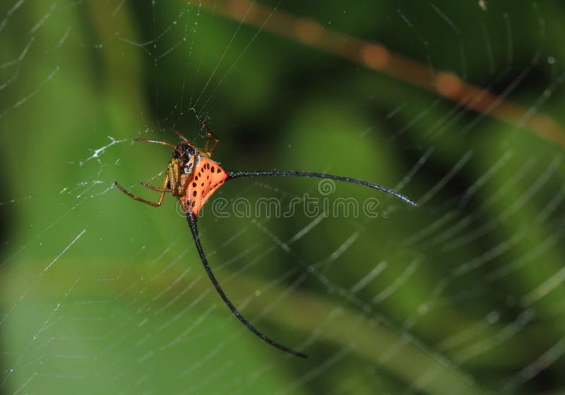 Curved spiny spider stock photo. Image of forest, orange - 26781954