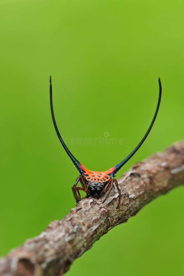 Spider Web between Branches Stock Image - Image of water, flora: 98558921