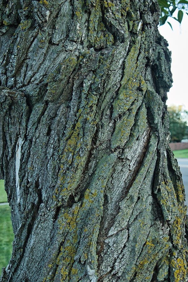 Curved Swirling Tree Bark on a Large Tree Stock Photo - Image of curved ...