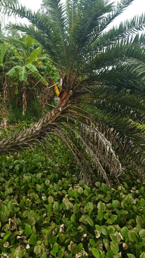 468 Curved Palm Trees Stock Photos - Free & Royalty-Free Stock Photos ...