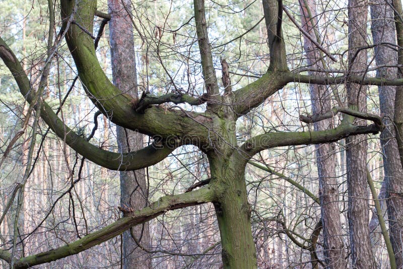 Curved branches of a tree stock image. Image of summer - 104640913
