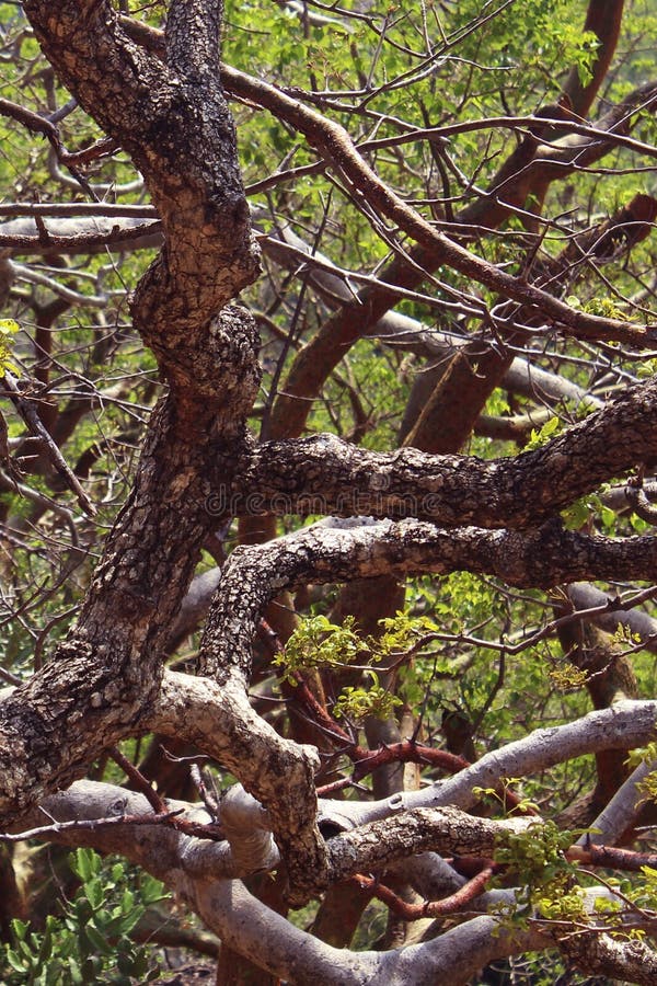 Curved tree stock image. Image of overcast, blue, africa - 29936931