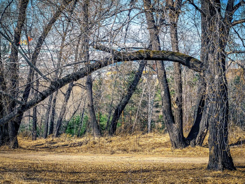 Curved Tree in City Park in the Spring Stock Image - Image of meadow ...