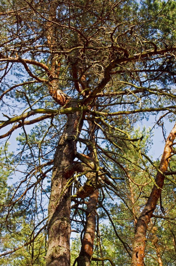 Curved tree stock image. Image of bluebell, flowers, landscape - 39067311