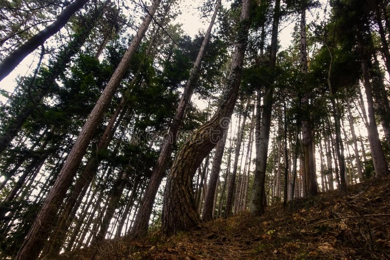 Curved Tree while Hiking in a Forest and Mountains Stock Photo - Image ...