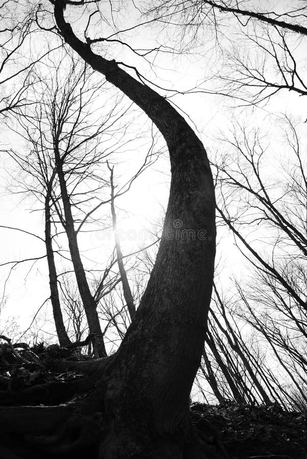 Curved Tree stock photo. Image of woods, curved, sunrays - 51132686
