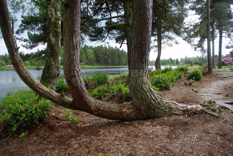 Curved Tree stock image. Image of tree, leaning, falling - 54120301