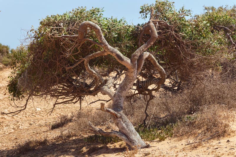 Curved Tree in the Sandy African Landscape. Morocco Stock Photo - Image ...