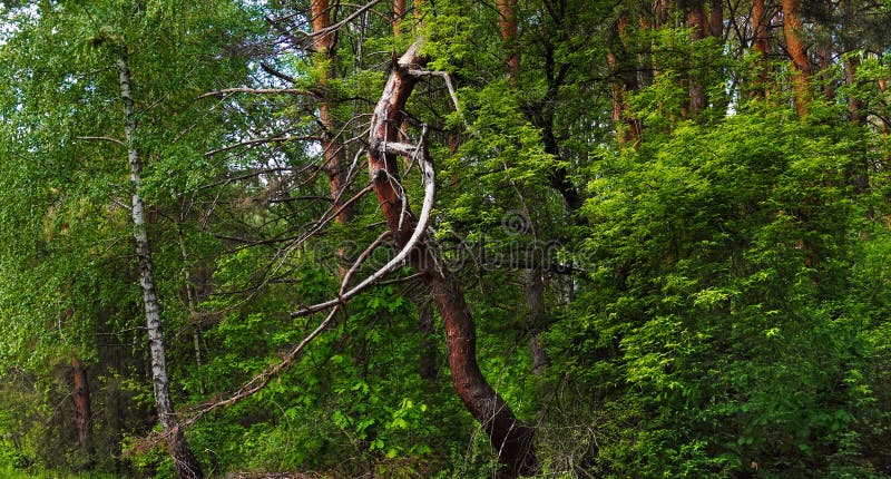 Curved Tree in the Thicket of the Forest Stock Photo - Image of tourist ...