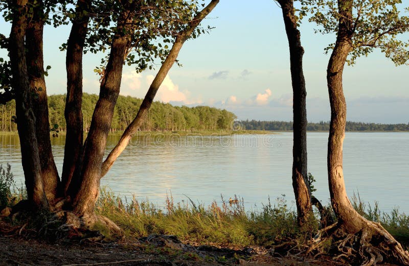 Curved tree stock image. Image of tranquil, lake, forward - 44159057