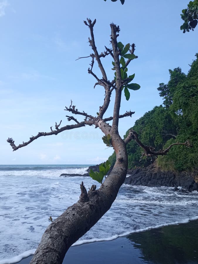 Curved Tree Trunk on Black Sand Shore with Dramatic Waves and Greenery ...