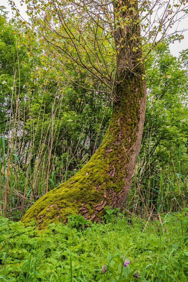Curved Tree Trunk Covered with Moss Stock Image - Image of mossy ...