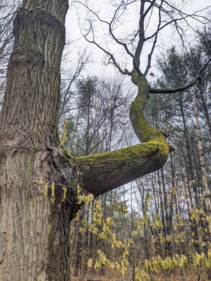 Curved Tree Trunk Covered Moss Peaceful Autumn Forest Stock Photos ...