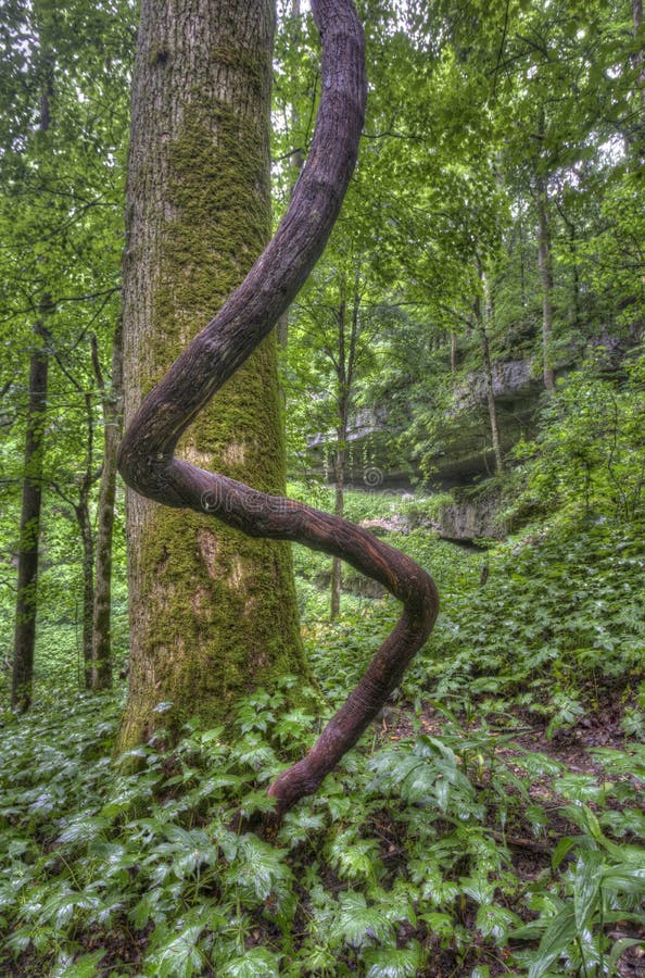 Curved Tree Trunk Kentucky Forest Stock Photos - Free & Royalty-Free ...