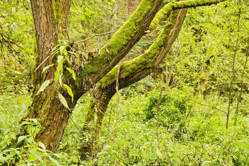 Curved tree trunks stock image. Image of forest, wood - 78659211
