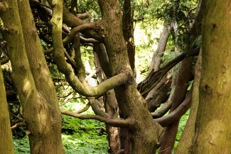Curved Tree Trunks with a Sunlight at the Background Stock Image ...