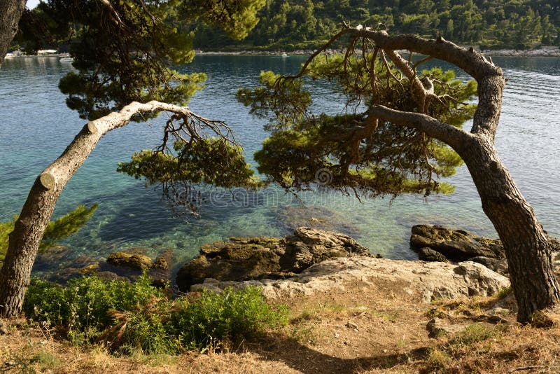 Curved trees stock photo. Image of large, environment - 25953116