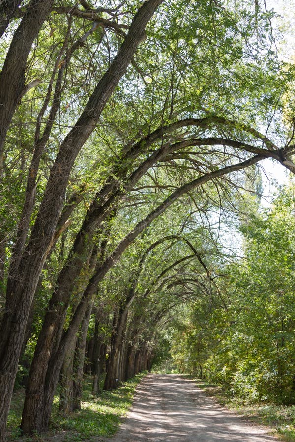 Curved Trees Along a Dirt Road Stock Image - Image of field ...
