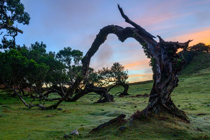 Curved Trees in the Green Meadow at Sunset. Stock Photo - Image of ...