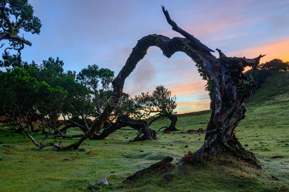 Curved Trees in the Green Meadow at Sunset. Stock Photo - Image of ...