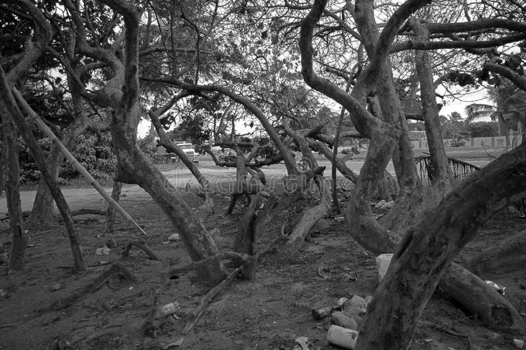 Curved trees stock photo. Image of logs, ambient, curved - 87707464