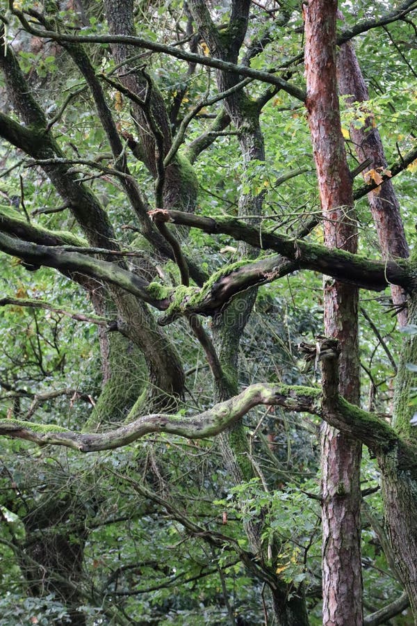 Curved Trees stock image. Image of trees, duet, covered - 339694975