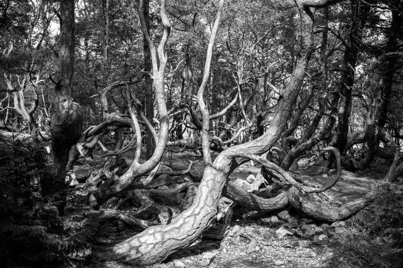 Curved Trees in the Royal Garden Stock Photo - Image of care, green ...