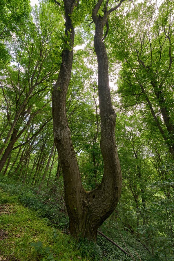 Curved Trunk in Forest stock photo. Image of ecosystem - 380595596