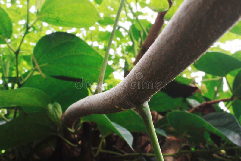 Curved Trunk of Moringa Tree between Blurry Betel Leaf Stock Image ...