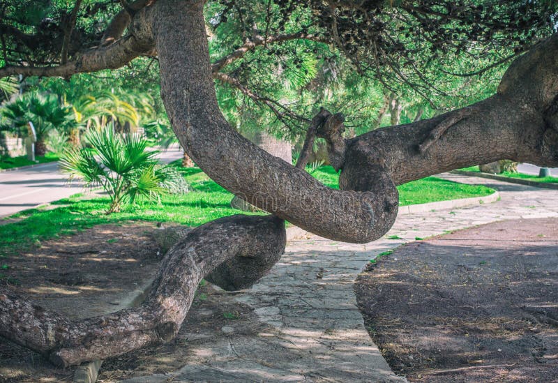Bent tree trunks stock photo. Image of branch, natural - 9630718