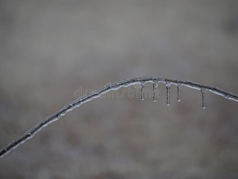 Twig Covered in Ice and with Icicles Hanging Frozen Stock Image - Image ...