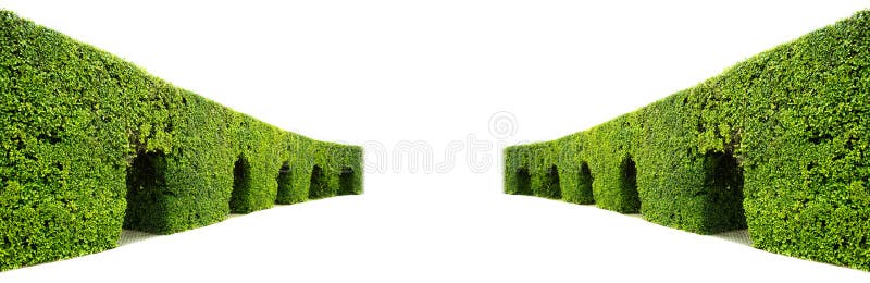 Curved wall of green hedge stock image. Image of botany - 41373659