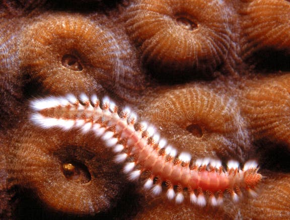 Curves stock photo. Image of bearded, polyps, life, worms - 29368