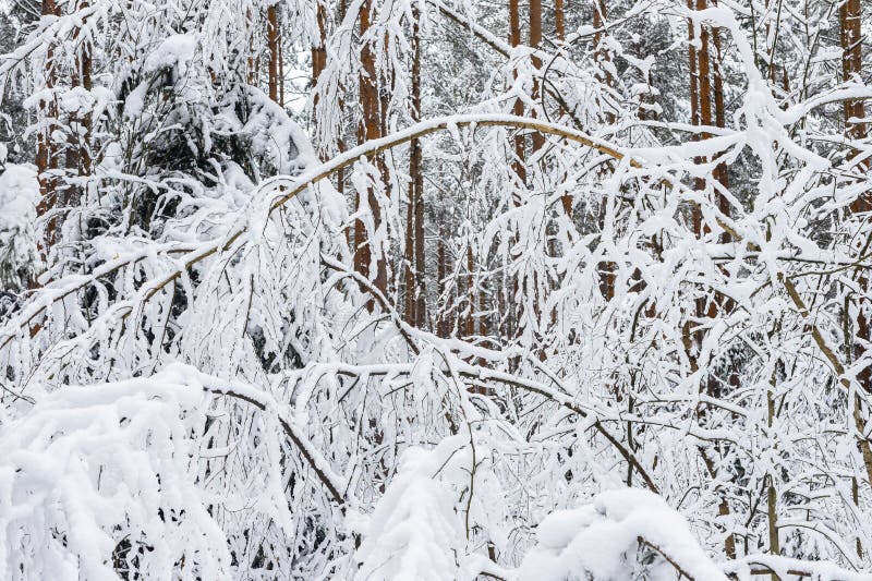 Curves and Bent Tree Branches Under Snow in Sunny Winter Forest Stock ...