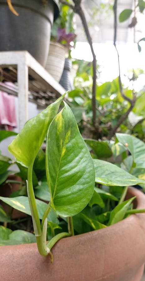 The Curves of Every Corner and Shoot Describe the Beauty in Life Stock ...